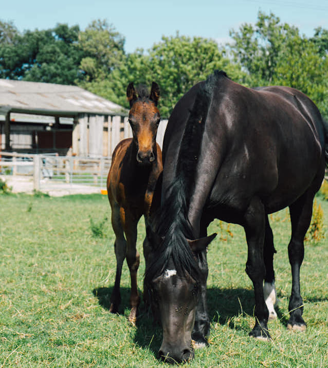 Park Farm & Stables – Limpsfield, Surrey
