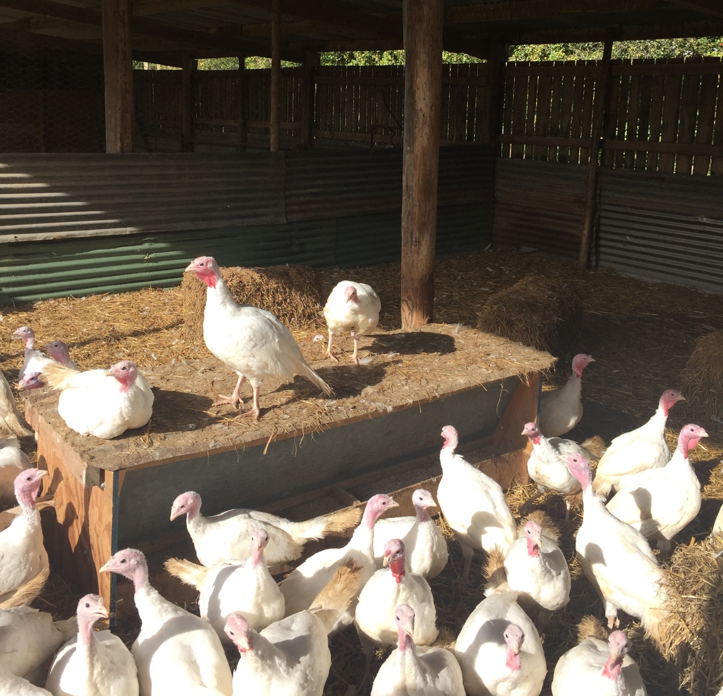 Stockenden Farm Turkeys – Limpsfield, Surrey