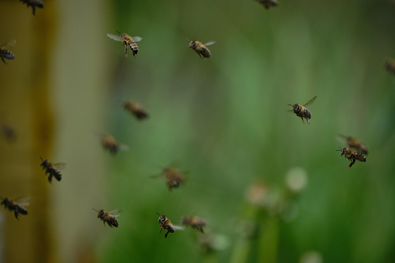 Spring Swarms: What To Do When Bees Buzz Into Town – Limpsfield, Surrey